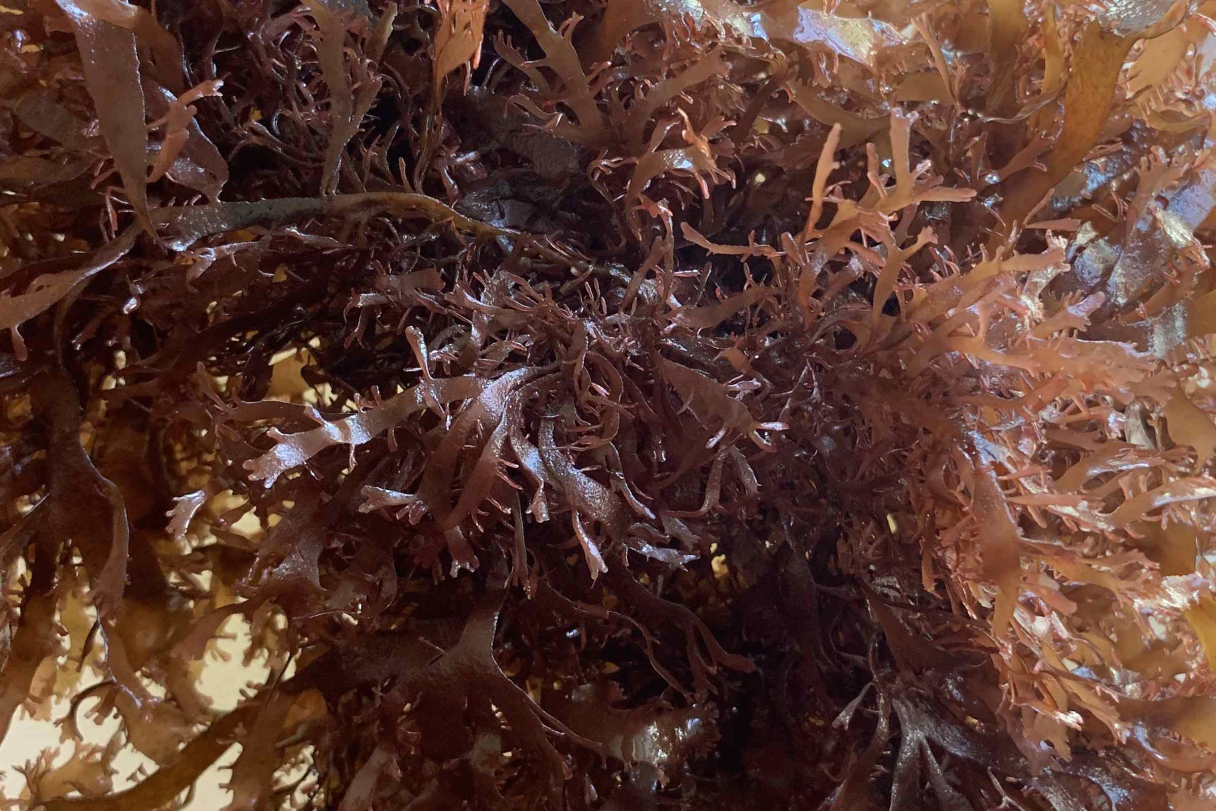 Updates – Oregon Seaweed