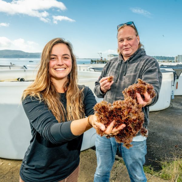 Oregon Seaweed