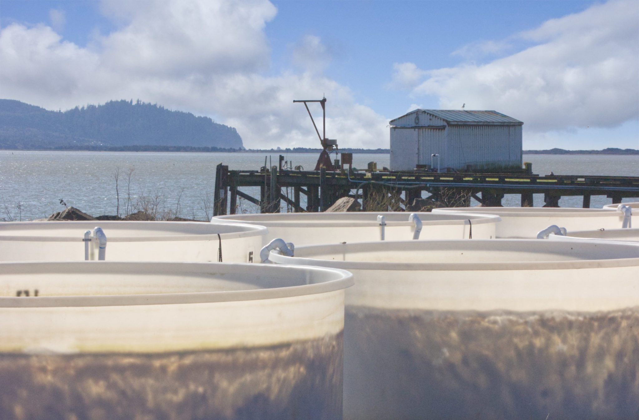 Oregon Seaweed