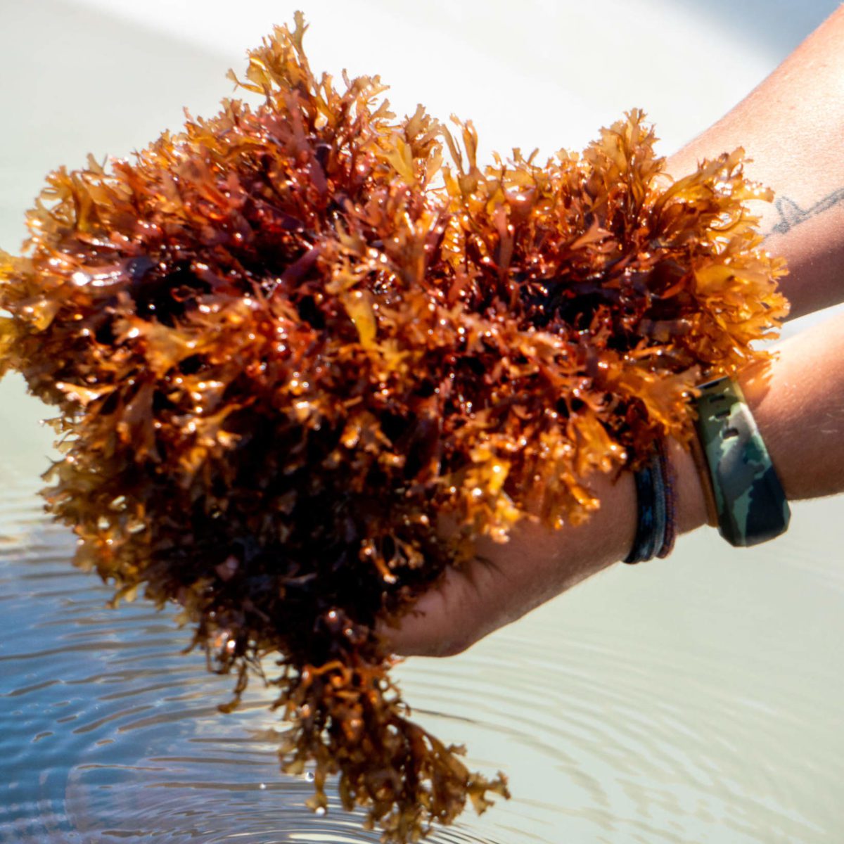 Oregon Seaweed