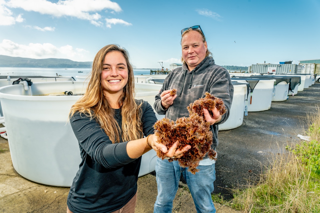 Oregon Seaweed