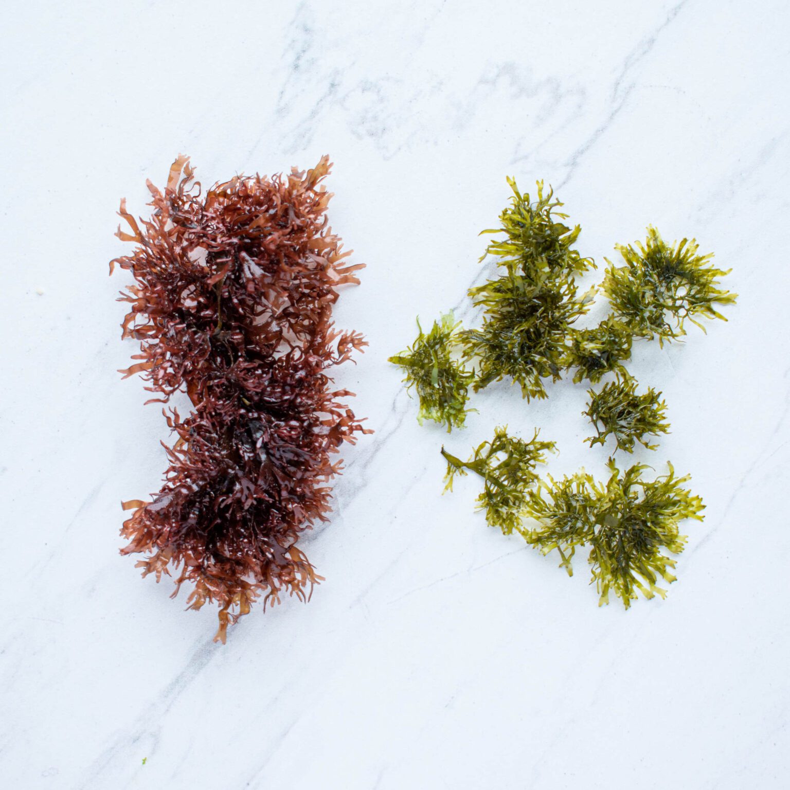 Oregon Seaweed