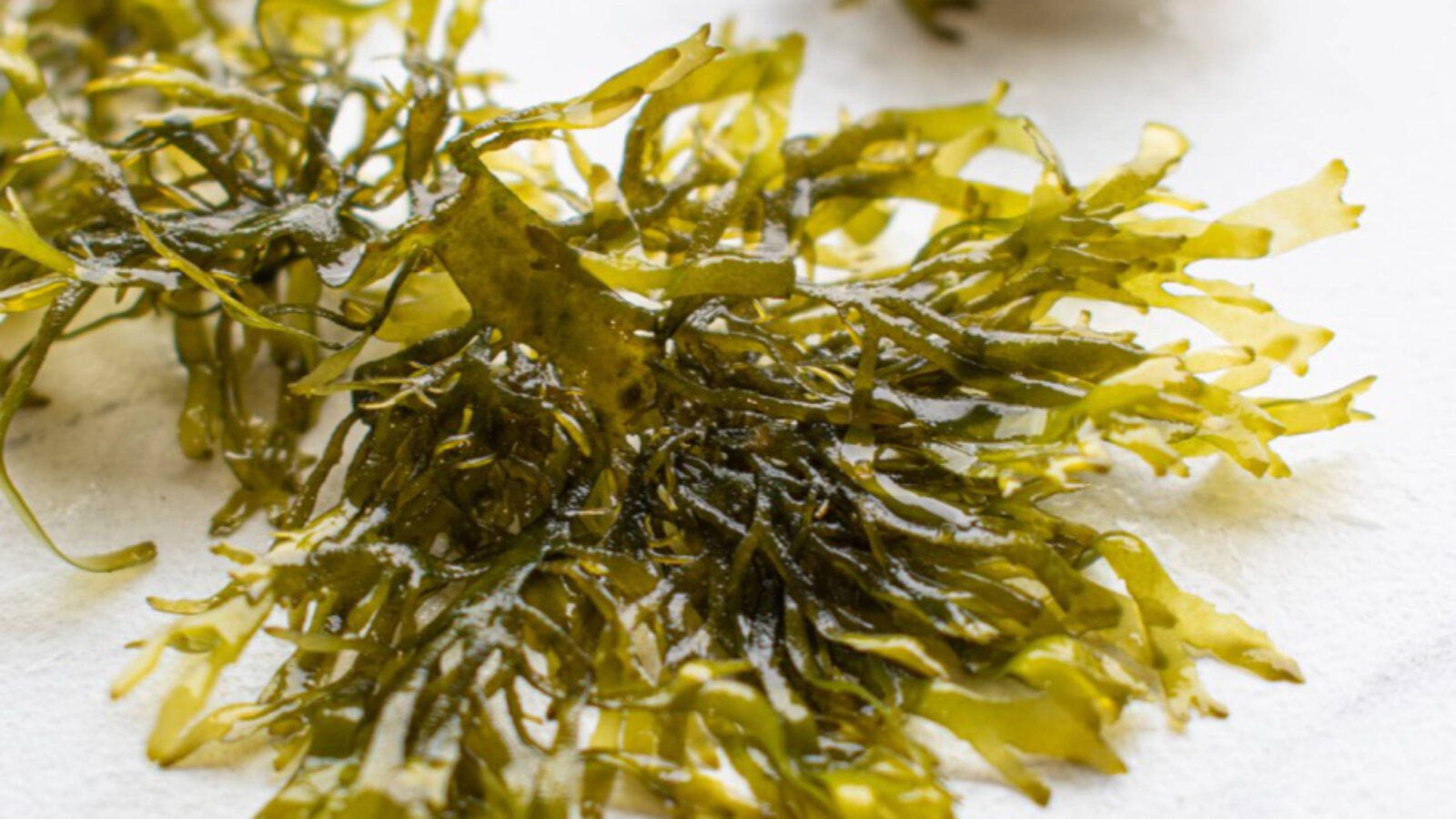 Recipes - Oregon Seaweed
