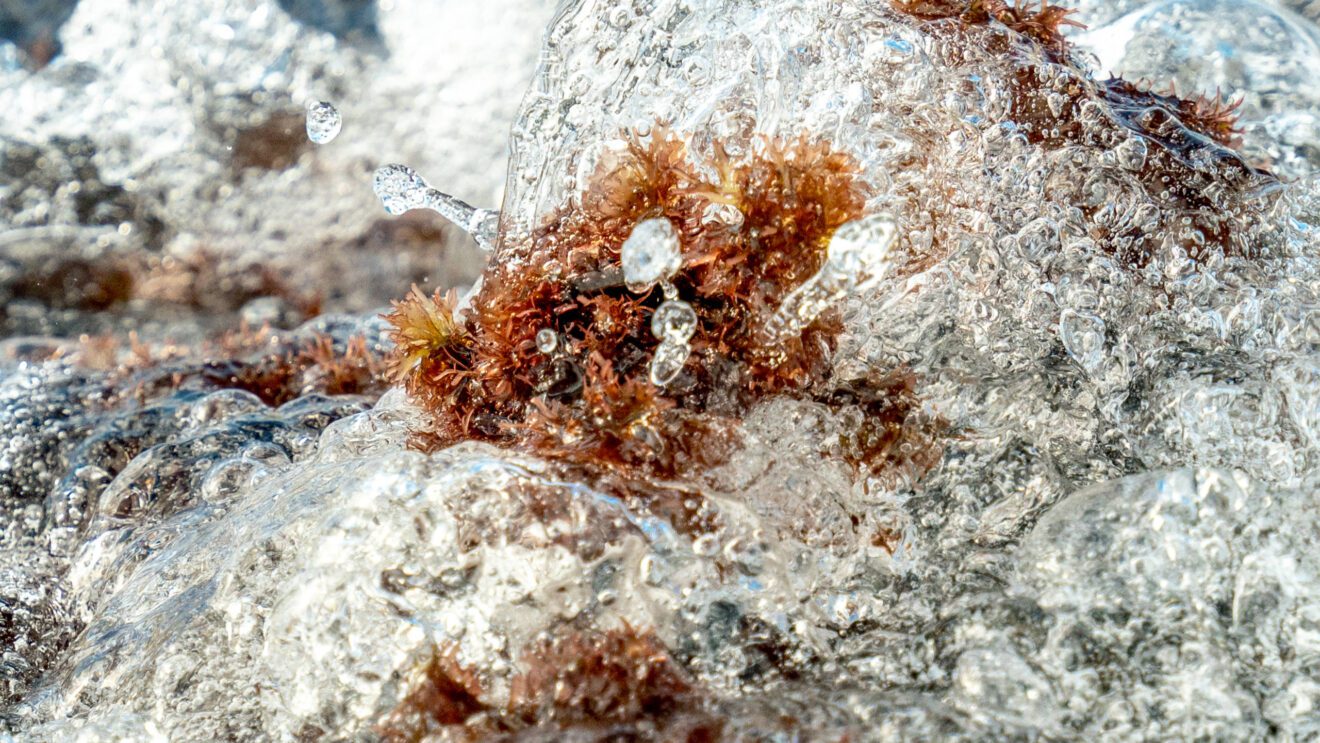 Oregon Seaweed