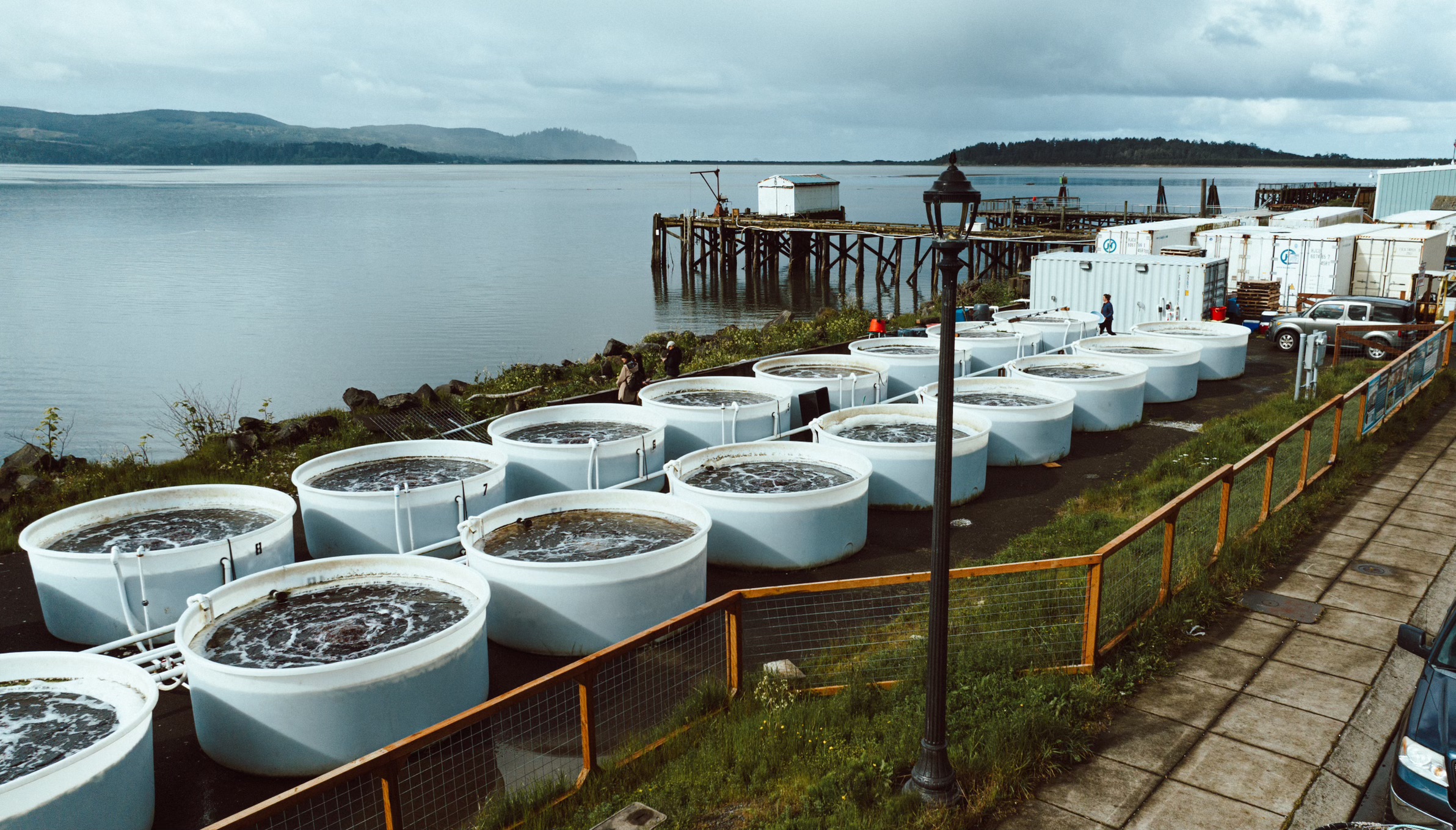 Oregon Seaweed